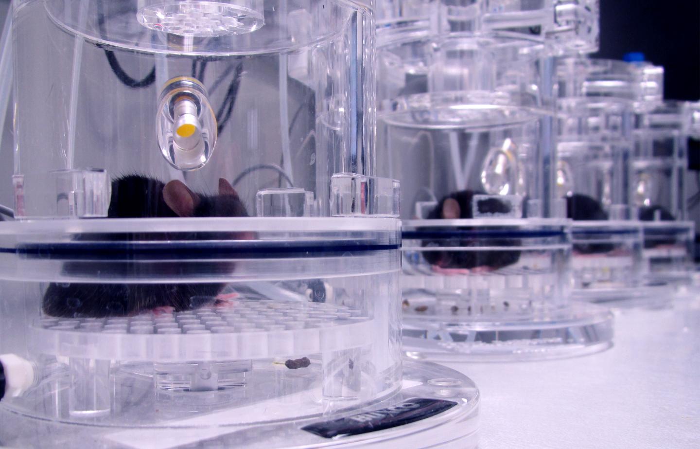 Mice with Sleep Apnea in Testi [IMAGE] | EurekAlert! Science News Releases