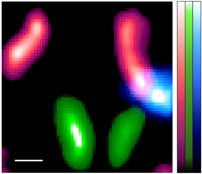 Figure 4d [IMAGE] | EurekAlert! Science News Releases
