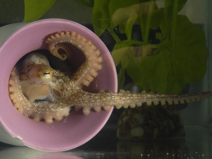 Octopus bimaculoides [IMAGE] | EurekAlert! Science News Releases