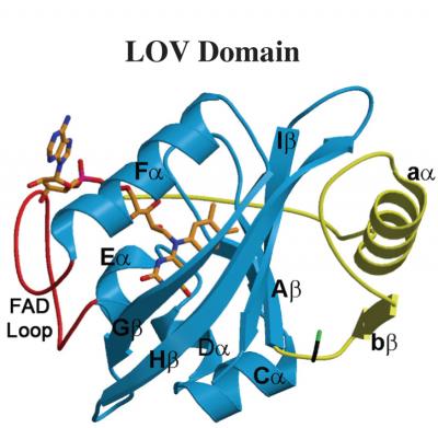 Vivid Protein [IMAGE] | EurekAlert! Science News Releases