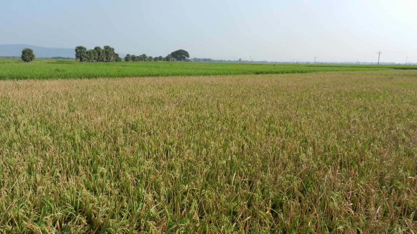 RaxX Protein, The True Activator of Rice Immu | EurekAlert!