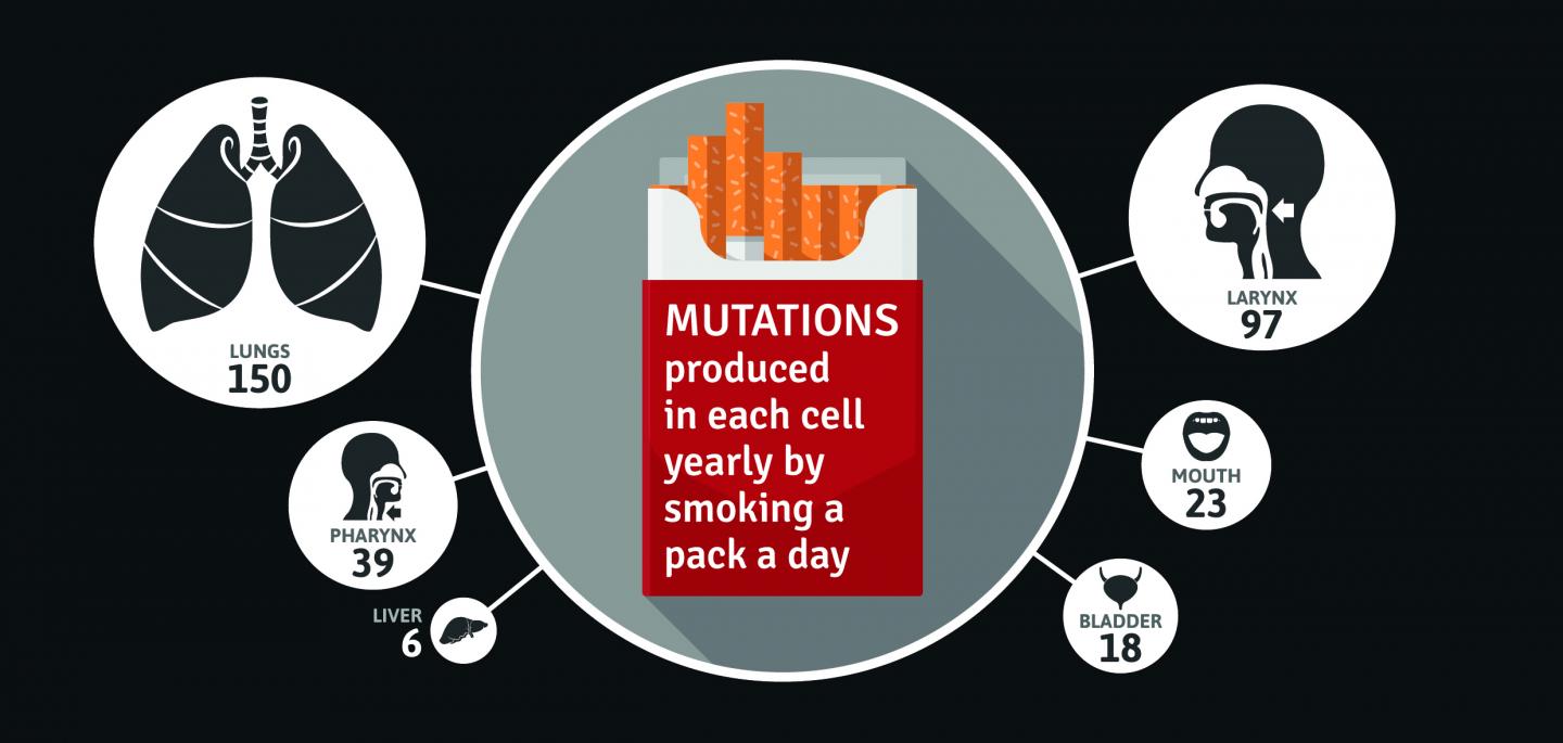 Mutation types in diverse cancers associated | EurekAlert!