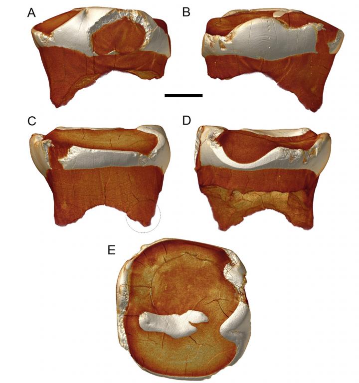 Molar from Fourth Denisovan Ex [IMAGE] | EurekAlert! Science News Releases