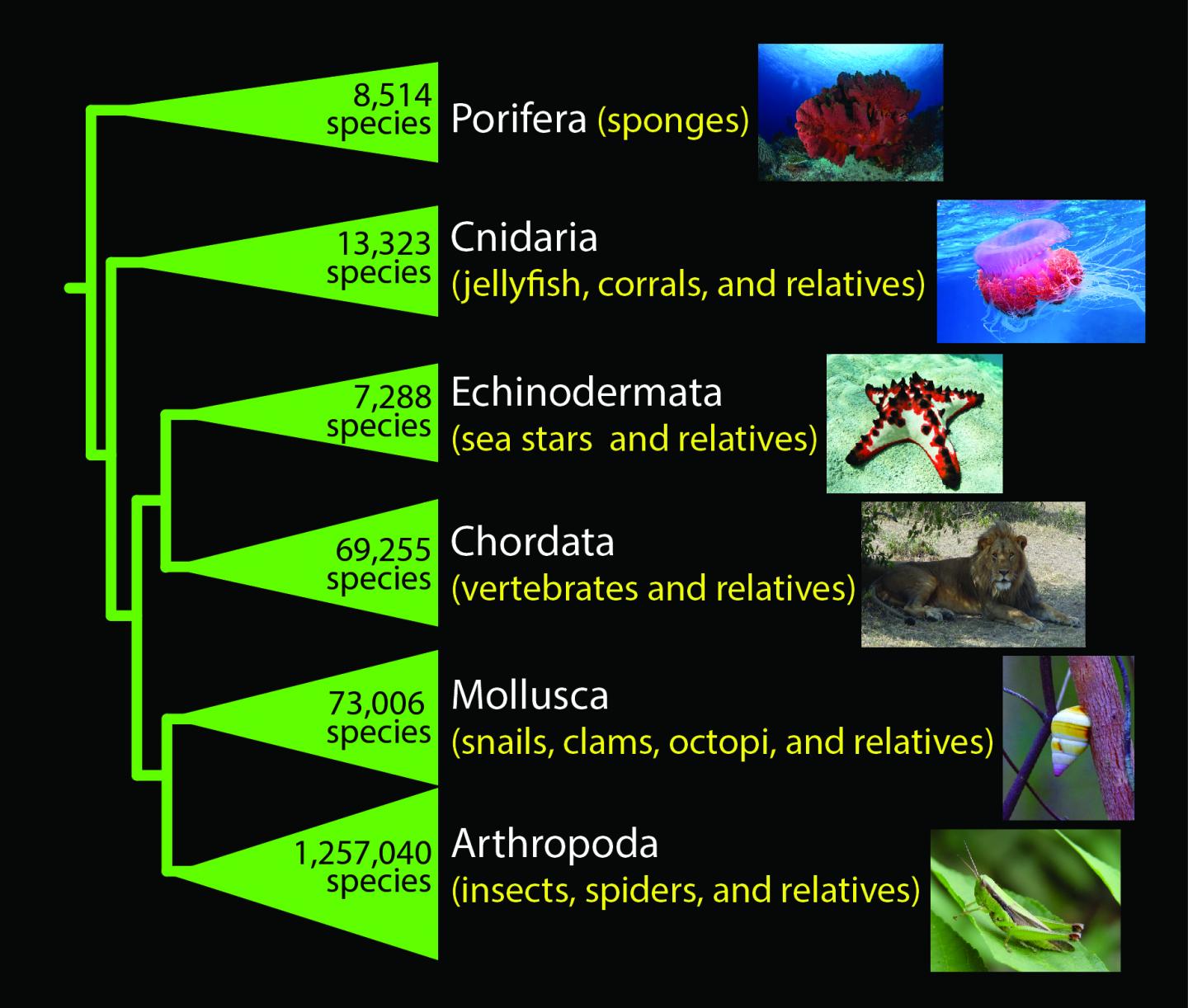 Six Animal Phyla [IMAGE] | EurekAlert! Science News Releases