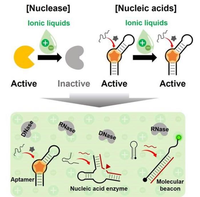 Figure 1 [IMAGE] | EurekAlert! Science News Releases