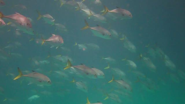 Predatory fish depletion and recovery potenti | EurekAlert!