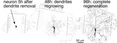 A new pathway for neuron repair is discovered | EurekAlert!