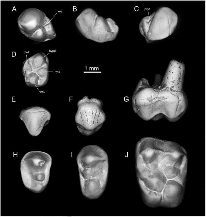 Fossil Teeth [IMAGE] | EurekAlert! Science News Releases