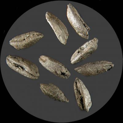 Ancient Charred Wheat Grains | EurekAlert!