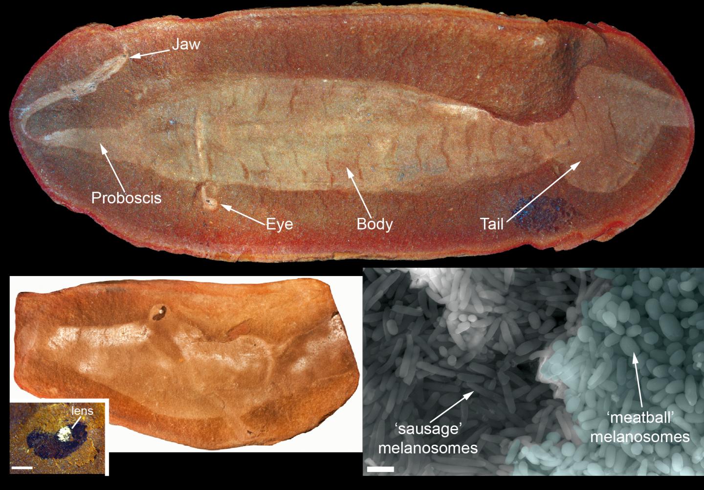 Prehistoric peepers give vital clue in solvin | EurekAlert!