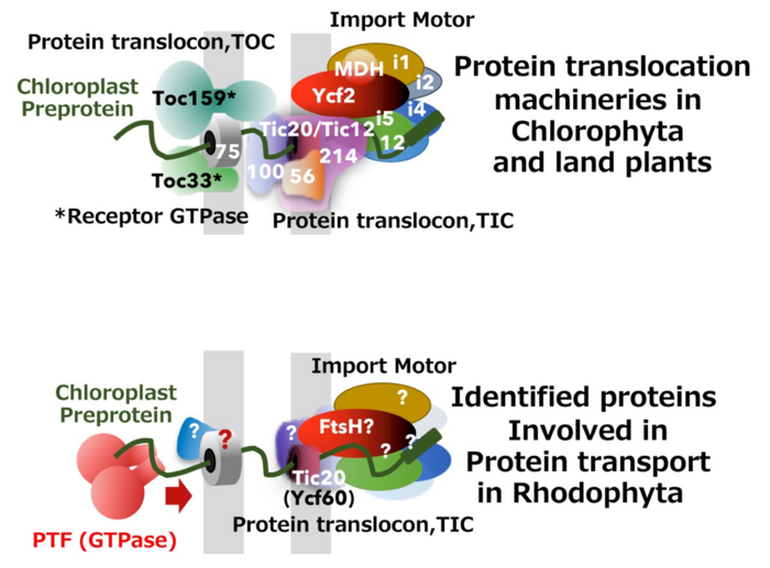 Fig. 1 [IMAGE] | EurekAlert! Science News Releases