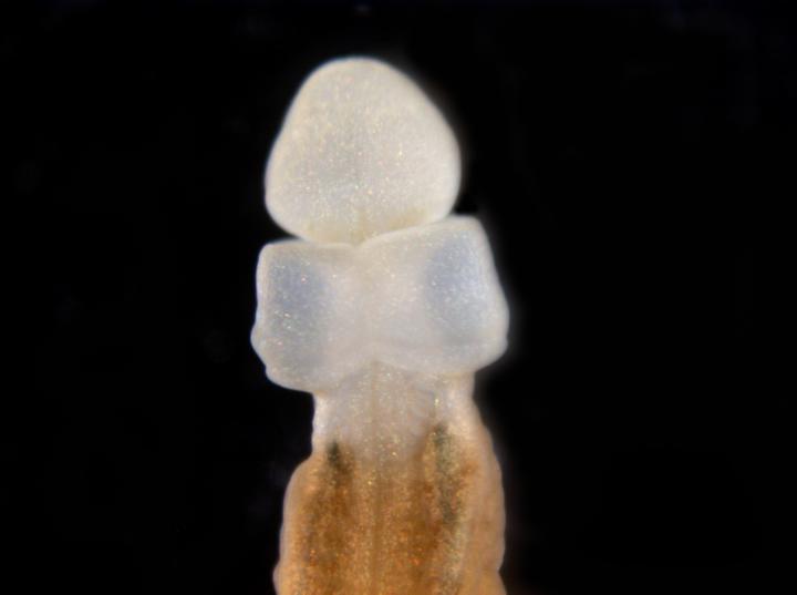 Cut Worm 15 Days After [IMAGE] | EurekAlert! Science News Releases