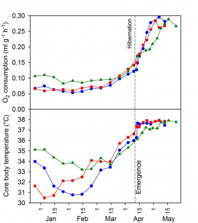 During Hibernation, Bear Metab [IMAGE] | EurekAlert! Science News Releases