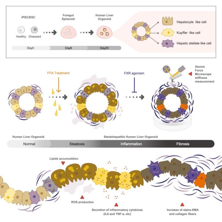Schematic Illustration of [IMAGE] | EurekAlert! Science News Releases