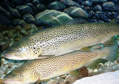 Trout will become extinct in the Iberian Peni | EurekAlert!