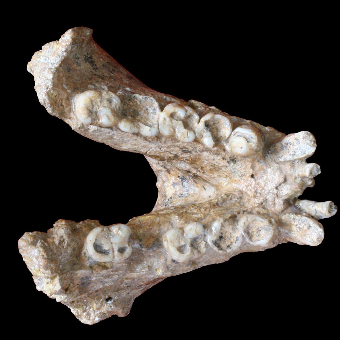 Gigantopithecus Mandi [IMAGE] | EurekAlert! Science News Releases