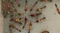 In dueling ants vying to become queen, behavi | EurekAlert!