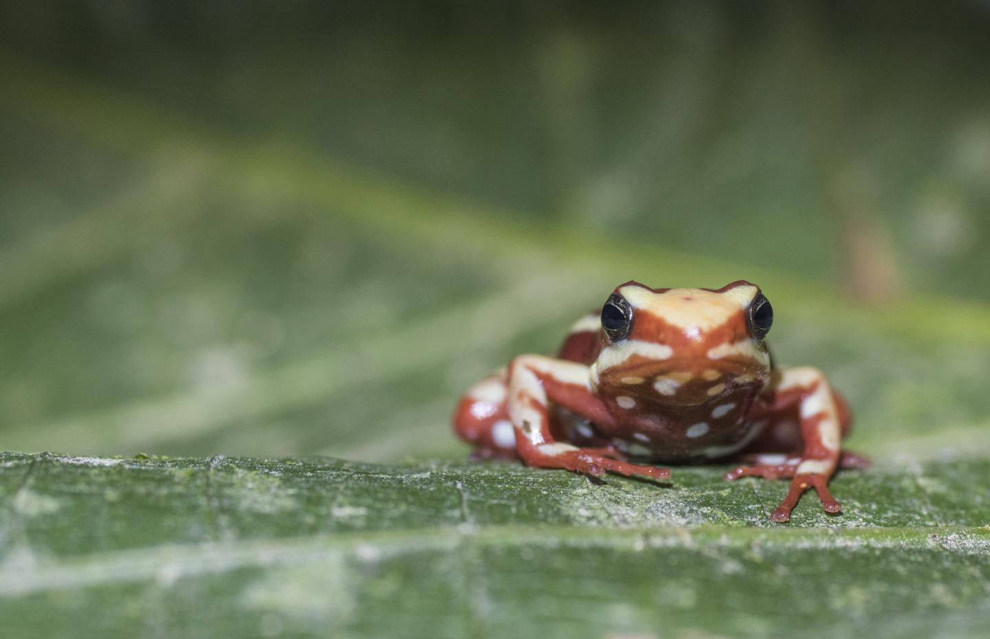 The 'Paradox' of Poisonous Frog Resistance ag | EurekAlert!