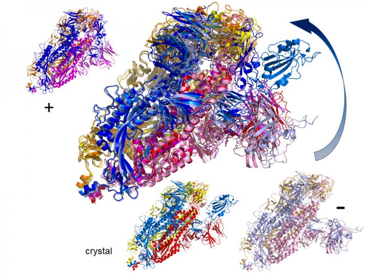 Snapshots of spike protein str [IMAGE] | EurekAlert! Science News Releases