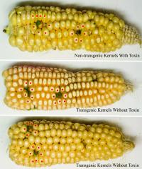 Transgenic Corn Free of Harmful Toxin (3 of 5 | EurekAlert!