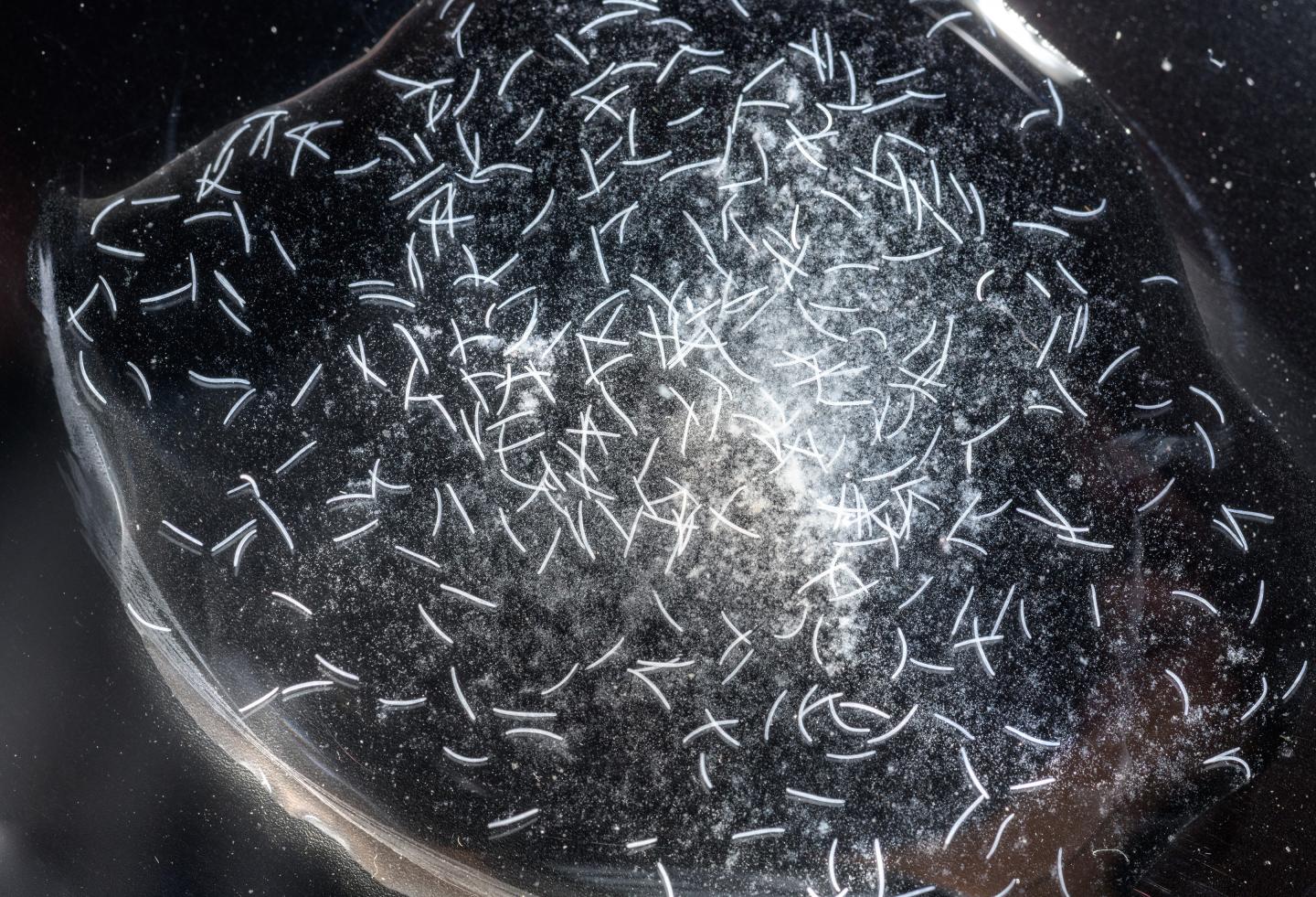 World's fastest creature may also be one of t | EurekAlert!