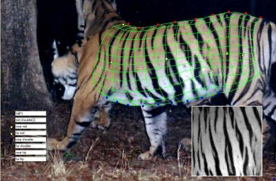Tracking tigers in 3-D | EurekAlert!