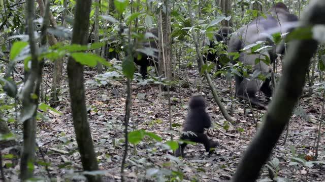 More Accurate Estimates of Great Ape Populati | EurekAlert!