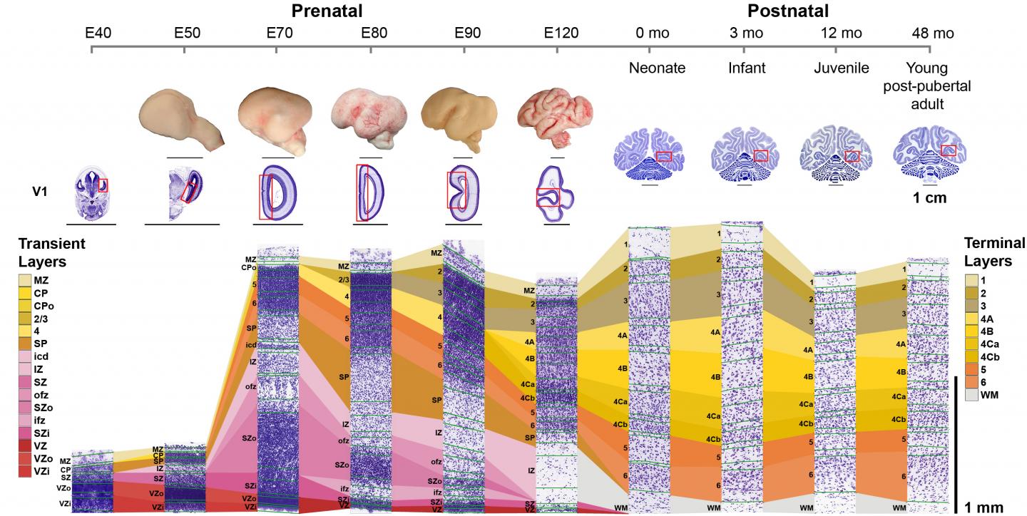 Anatomy and Architecture of th [IMAGE] | EurekAlert! Science News Releases