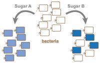 When faced with some sugars, bacteria can be | EurekAlert!