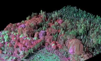 Invading trees put rainforests at risk | EurekAlert!