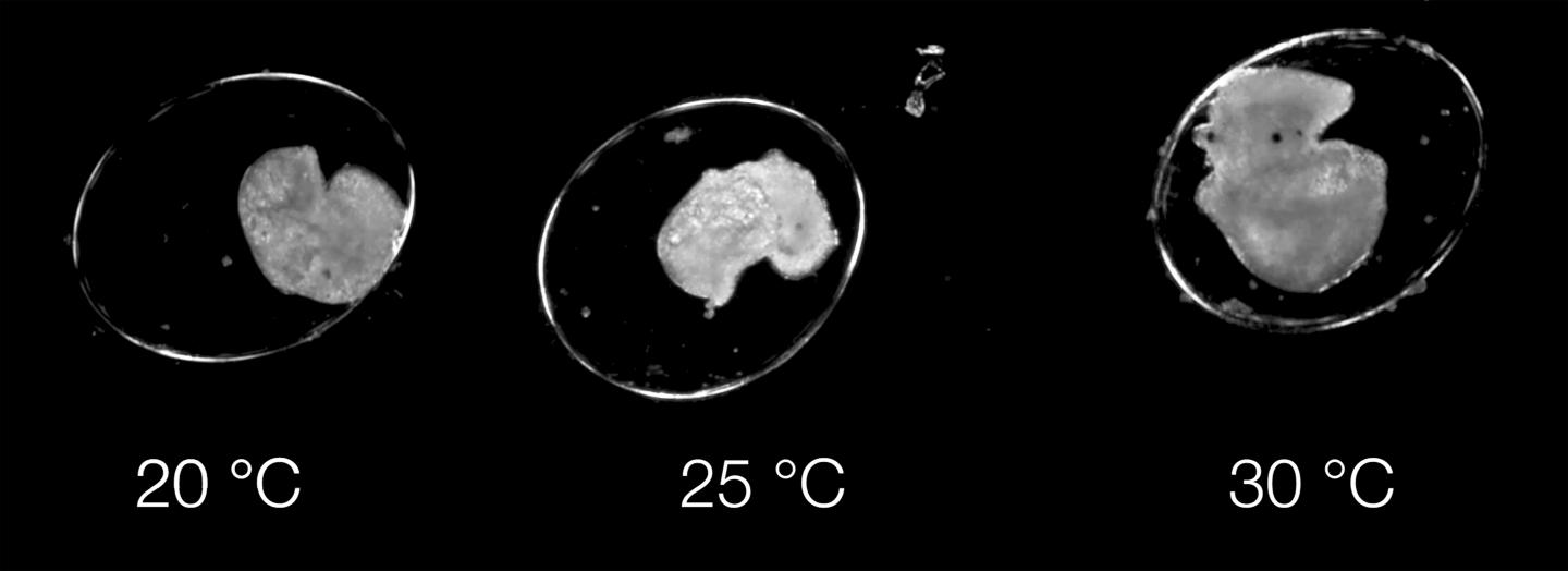 Embryo Development (Image) [IMAGE] | EurekAlert! Science News Releases