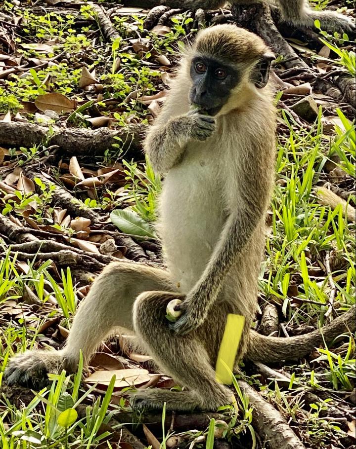 Vervet Monkey Near a South Flo [IMAGE] | EurekAlert! Science News Releases