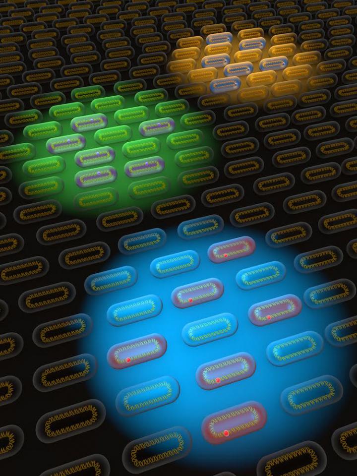 Engineering Living Cells to Re [IMAGE] | EurekAlert! Science News Releases