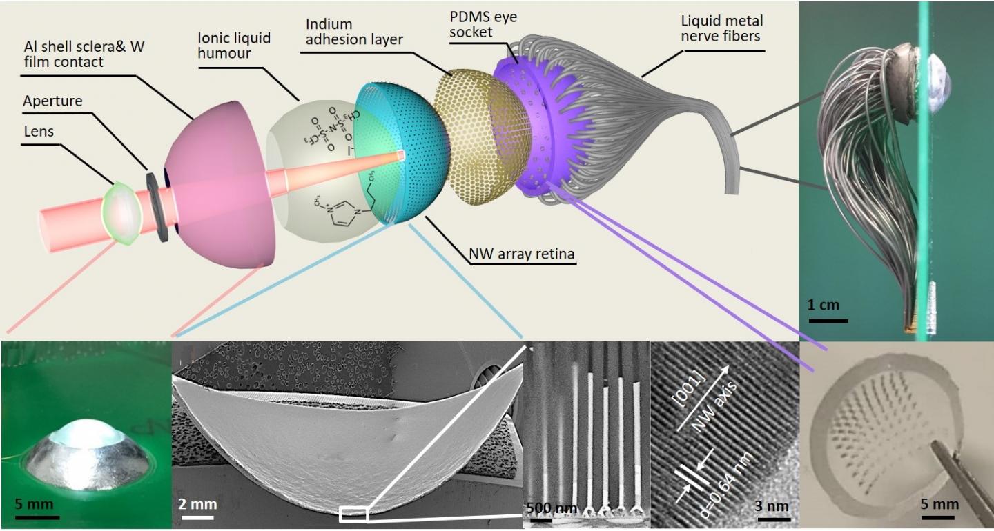 Structure of EC Eye [IMAGE] | EurekAlert! Science News Releases