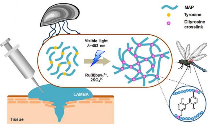 Mussel Adhesive Protein-Based [IMAGE] | EurekAlert! Science News Releases