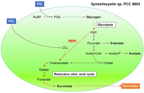 Conversion Path [IMAGE] | EurekAlert! Science News Releases