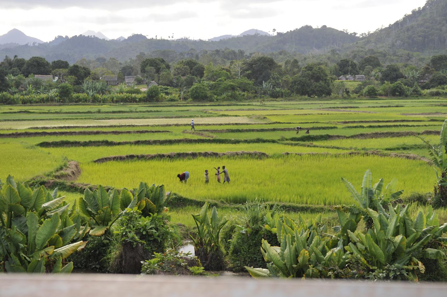 In Madagascar, Farms Have Repl [IMAGE] | EurekAlert! Science News Releases