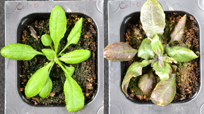 How stressed-out plants produce their own asp | EurekAlert!