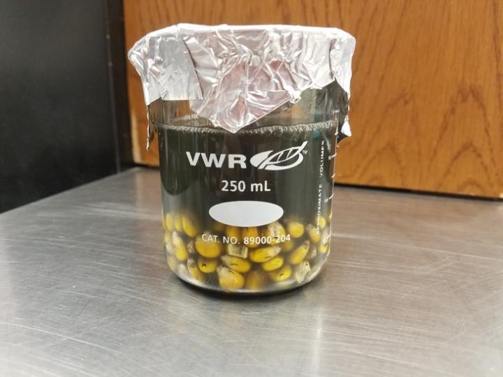 Inocculated corn [IMAGE] | EurekAlert! Science News Releases