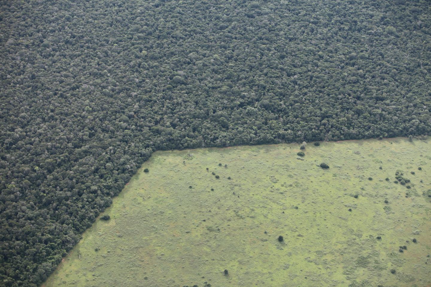 Human-driven Extinction of World's Primates I | EurekAlert!