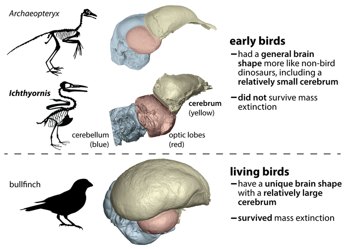 Bird brain comparison graphic [IMAGE] | EurekAlert! Science News Releases
