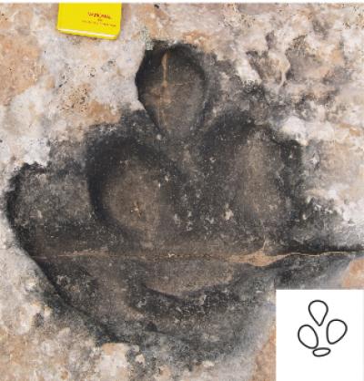 Eubrontes Dinosaur Footprint [IMAGE] | EurekAlert! Science News Releases