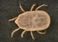 Case of tick-borne relapsing fever in Mexico | EurekAlert!