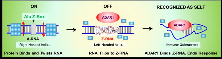 The Z-RNA Nanoswitch [IMAGE] | EurekAlert! Science News Releases