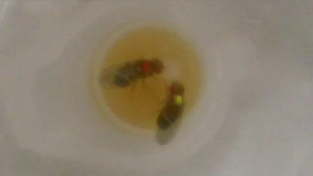 Frisky female fruit flies become more aggress | EurekAlert!