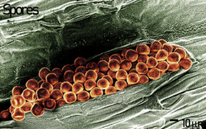 Rust Spores [IMAGE] | EurekAlert! Science News Releases