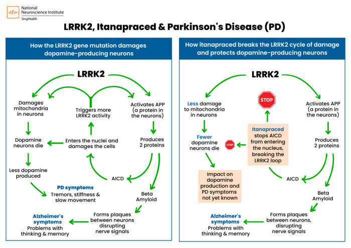 LRRK2, Itanapraced & Parkinson [IMAGE] | EurekAlert! Science News Releases