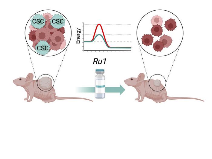 ru1 [IMAGE] | EurekAlert! Science News Releases