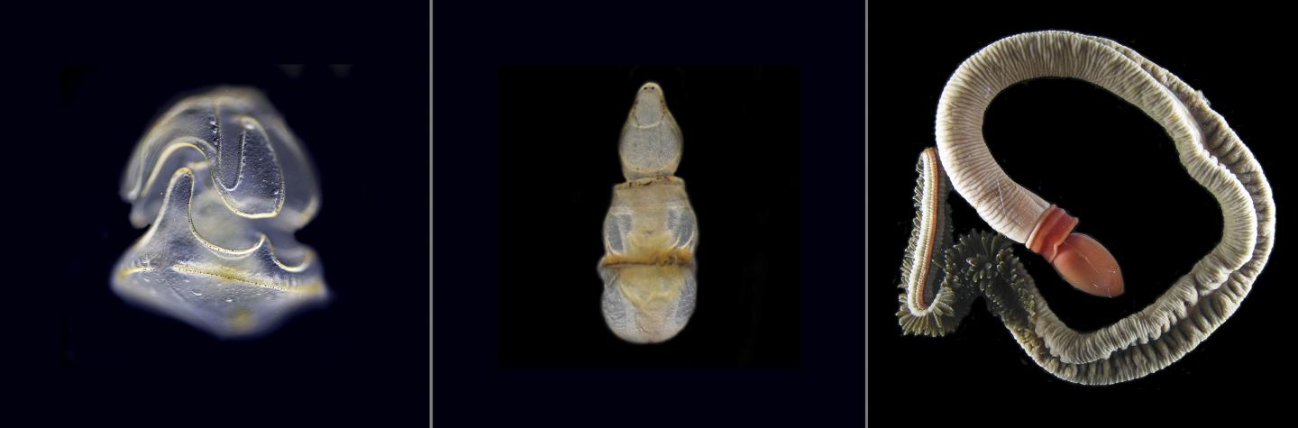 Acorn Worm Triptych [IMAGE] | EurekAlert! Science News Releases