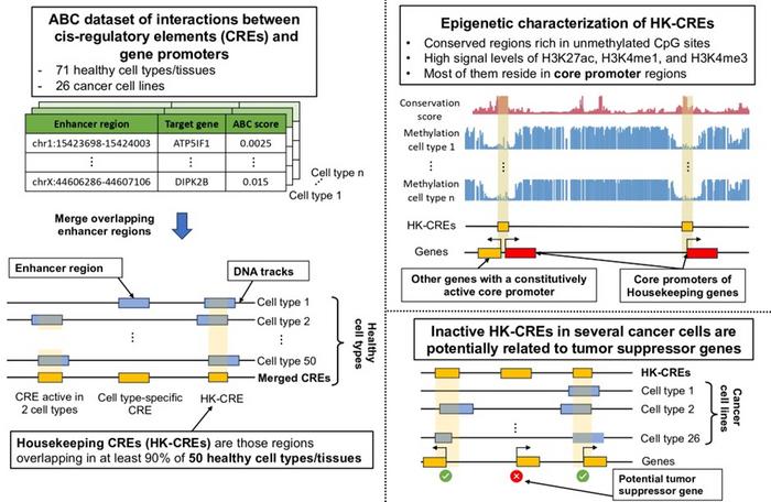 Identification of Housekeeping [IMAGE] | EurekAlert! Science News Releases